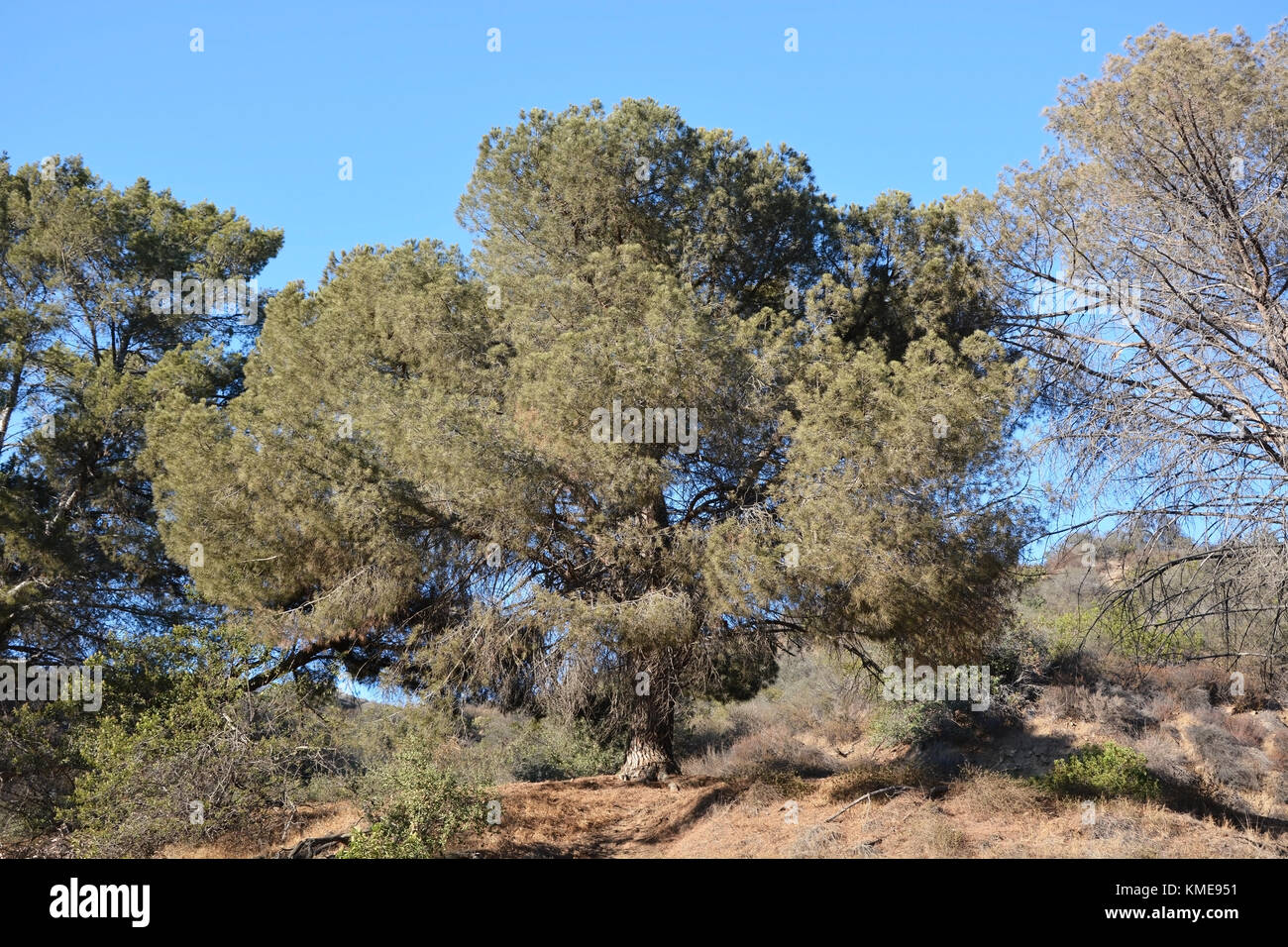 Big Cedar Tree High Resolution Stock Photography and Images - Alamy