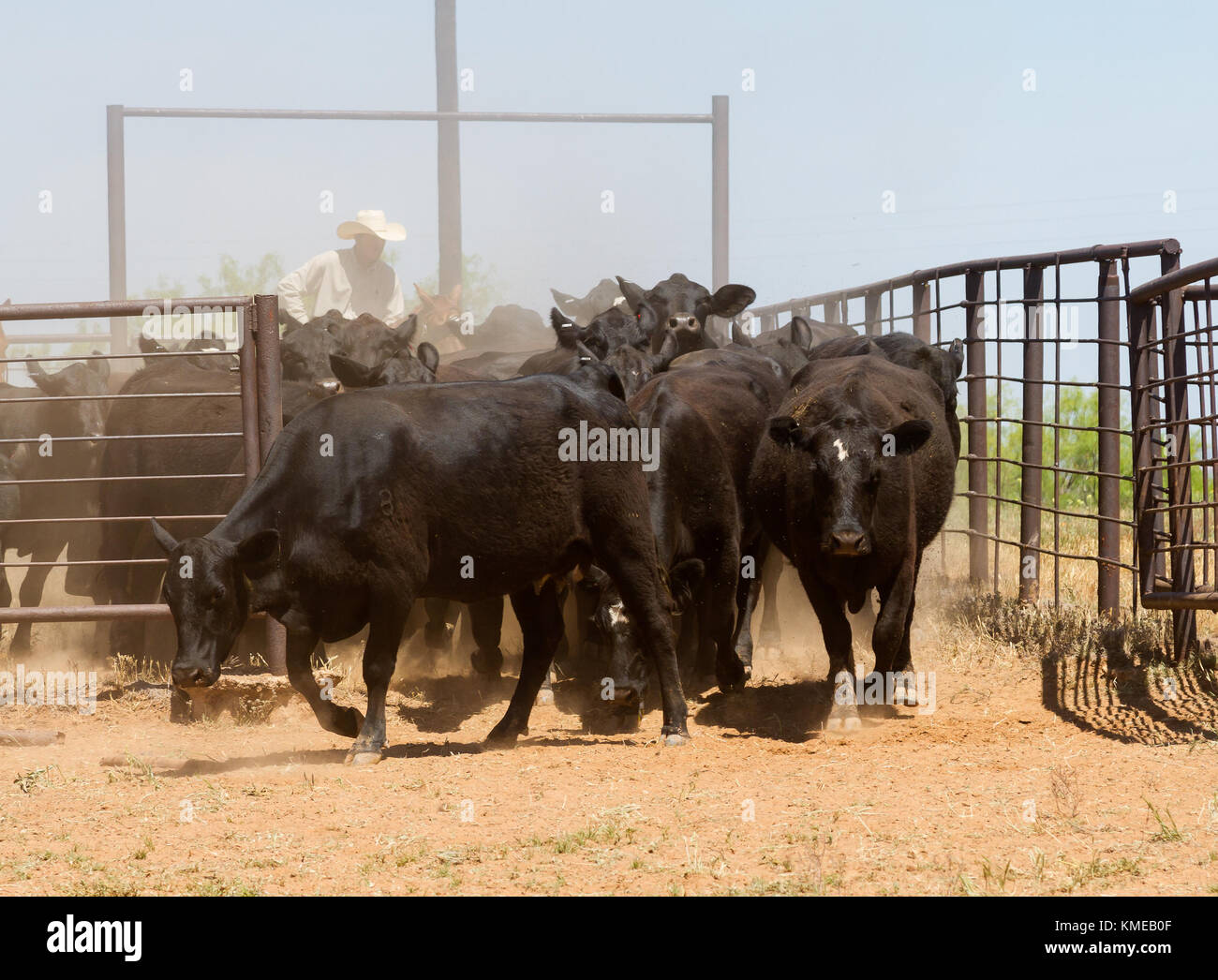Cowboy on Horseback Moves Cattle From One Pen to Another Stock Photo ...