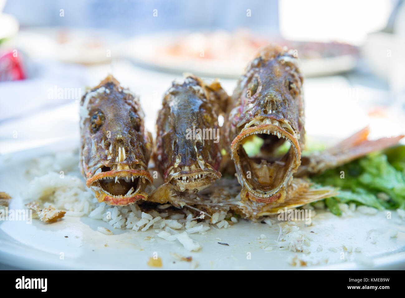 fresh Red snapper caught offshore in Cancun Mexico Stock Photo - Alamy