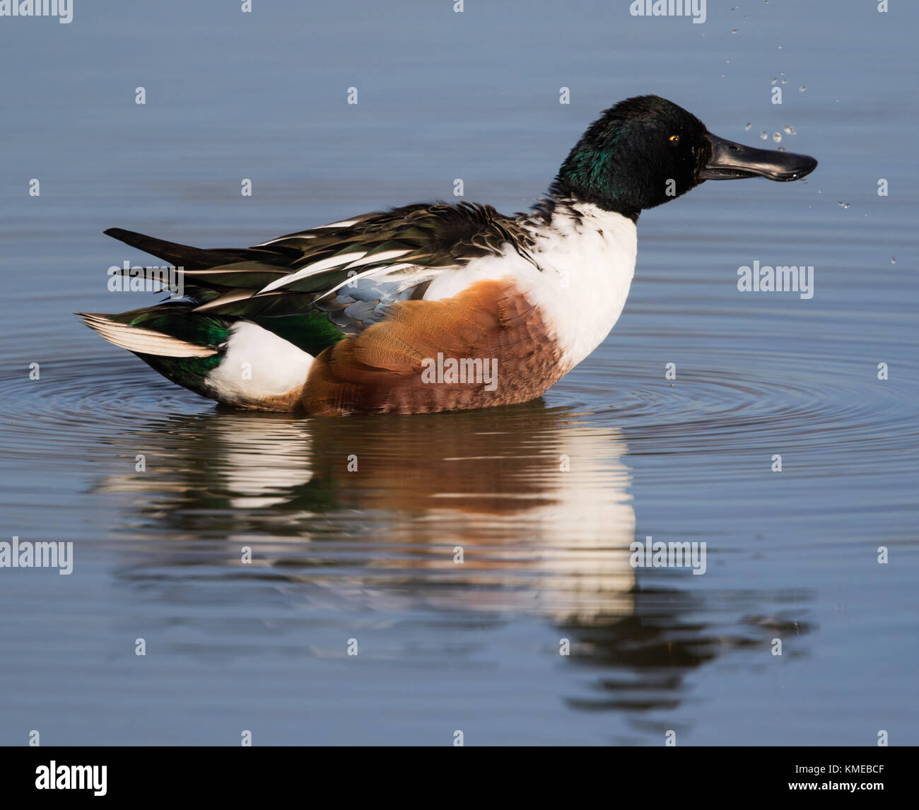 Male shoveller hi-res stock photography and images - Alamy