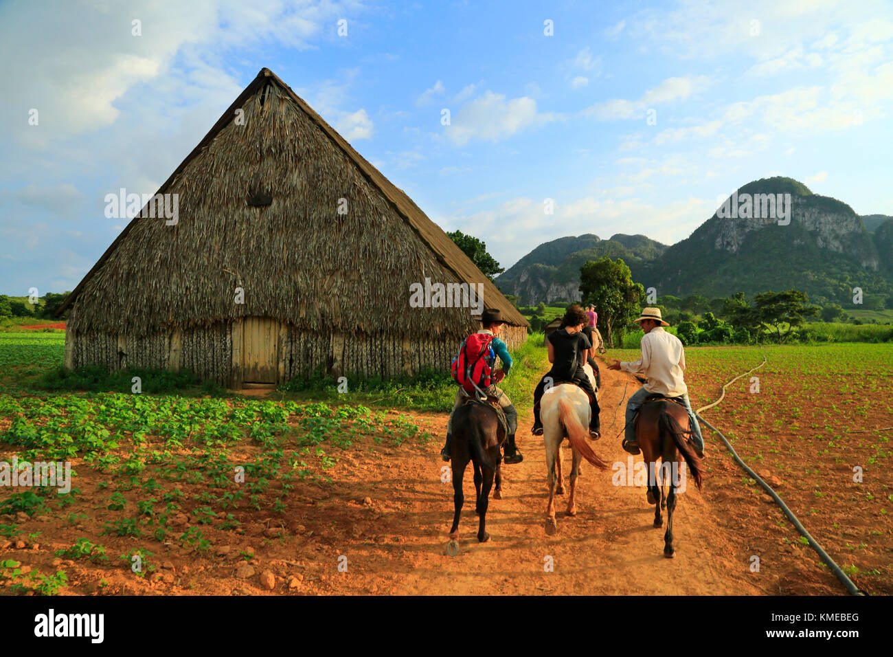 Horse riding tour through tobacco fincas plantations in Vinales valley ...