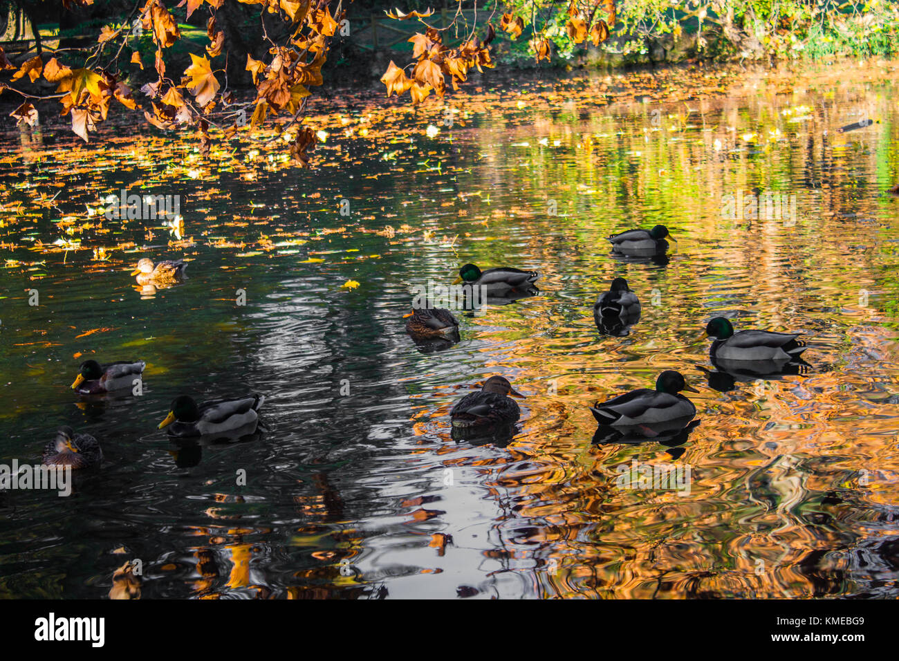 Wild ducks floating on the water on the lake Stock Photo - Alamy