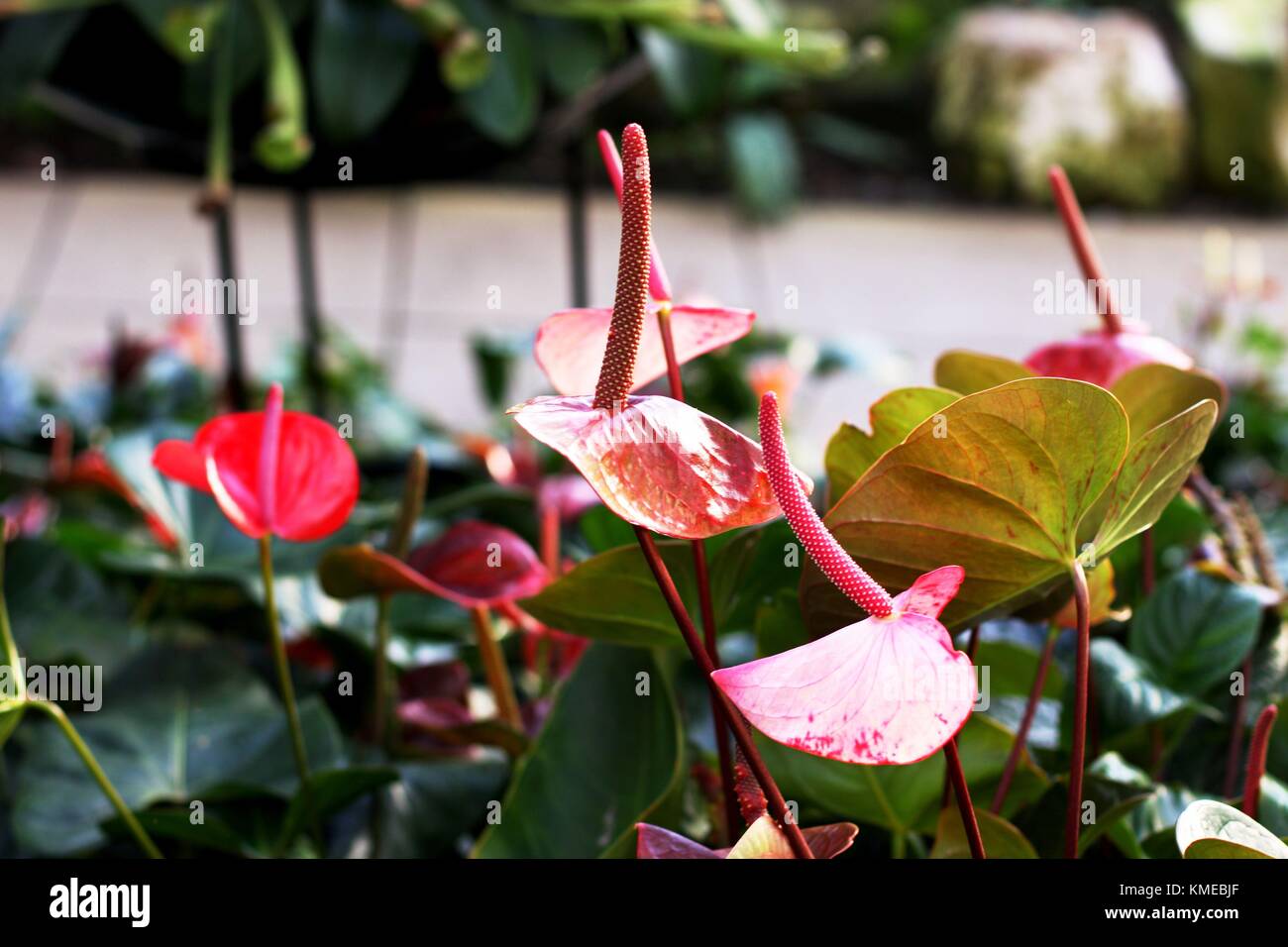 Anthurium tropical plants Stock Photo - Alamy