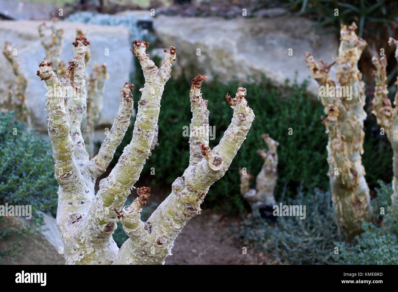 Diversity of plant species hi-res stock photography and images - Alamy