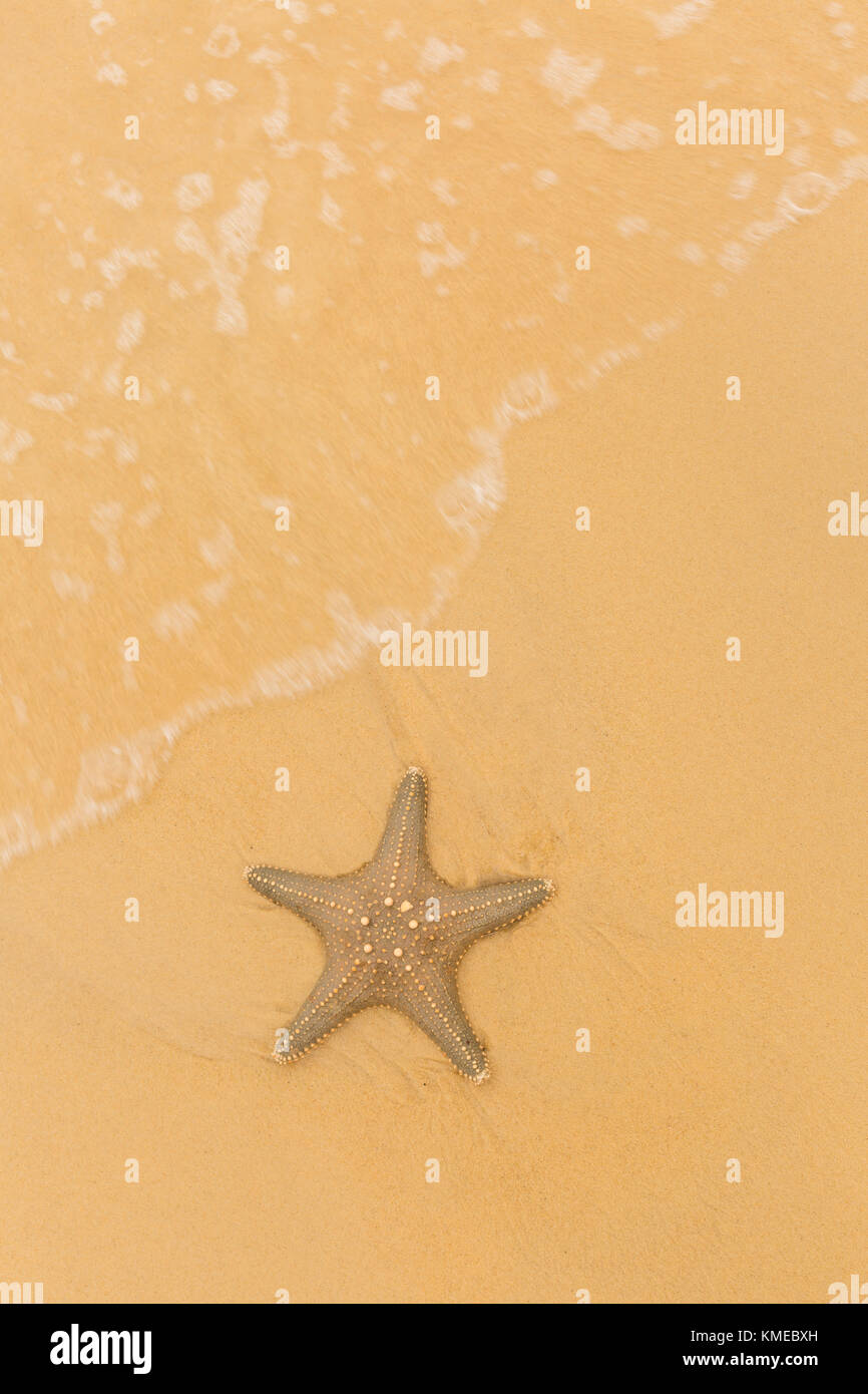 Starfish Stranded On Beach High Resolution Stock Photography and Images ...