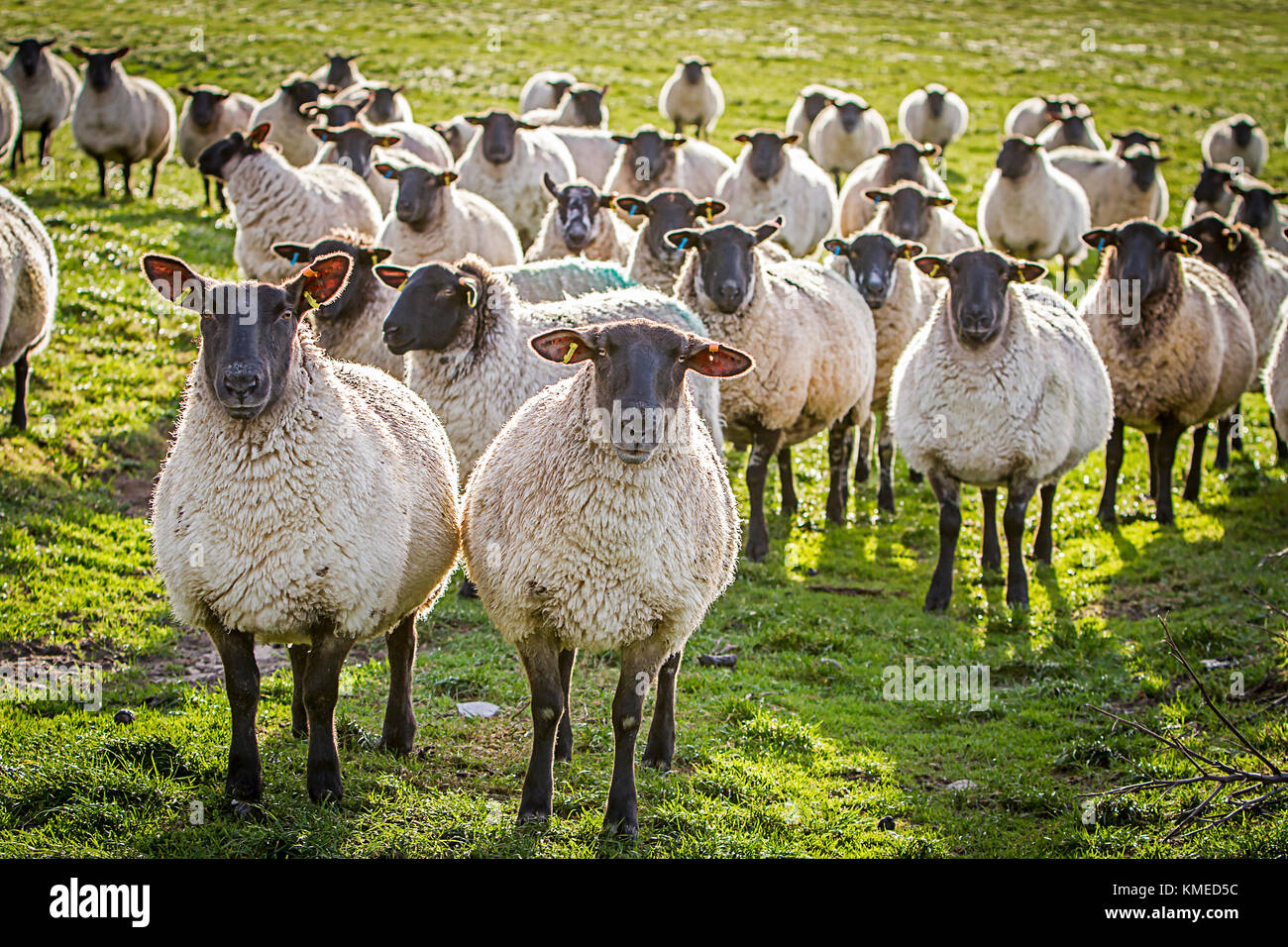 Flock of woolly sheep standing in a field and staring at the camera ...