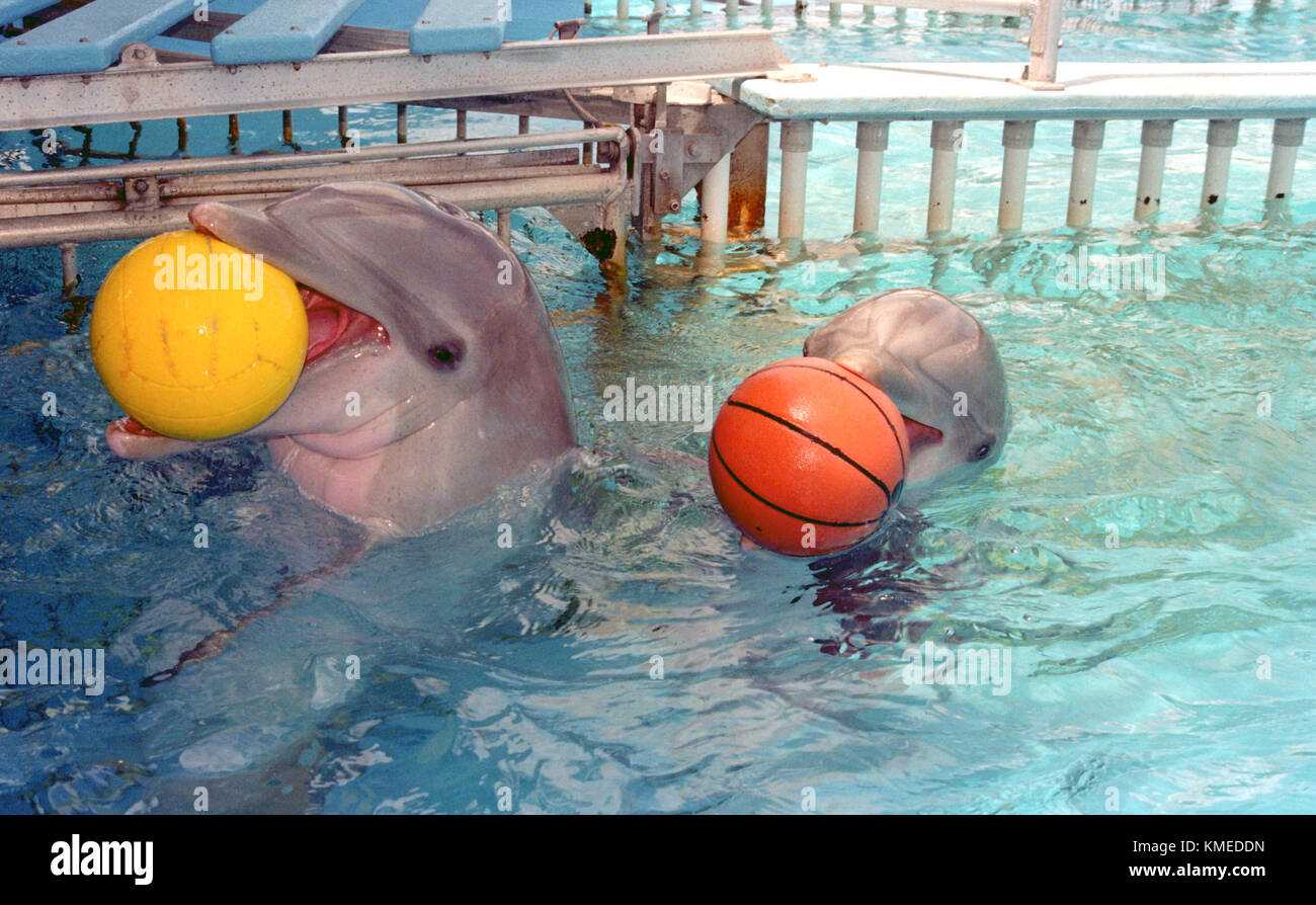 Dolphins playing ball at Sea Life Park on March 28, 1997 in Oahu ...