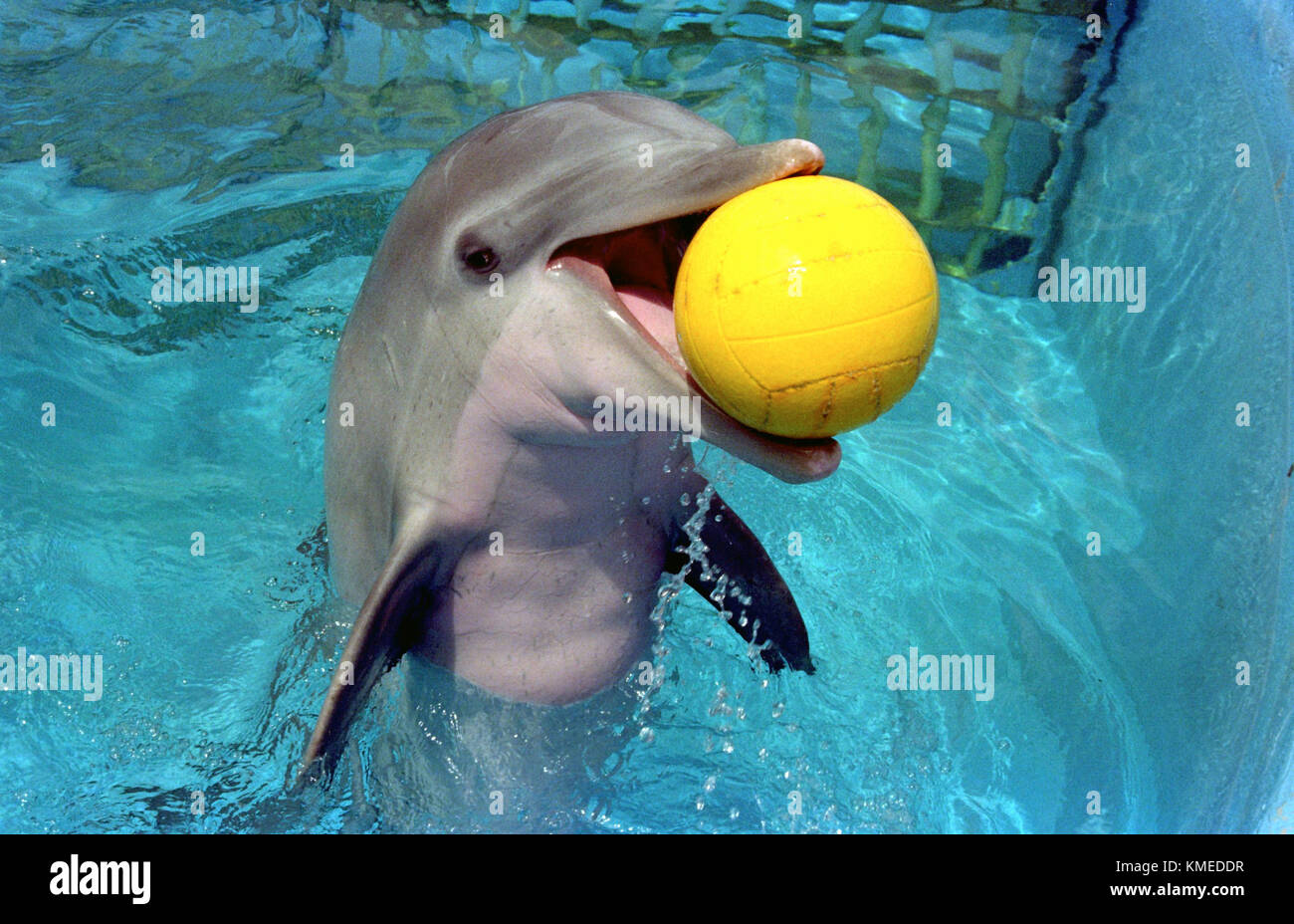 A Dolphin at Sea Life Park on March 28, 1997 in Oahu, Hawaii. Photo by ...