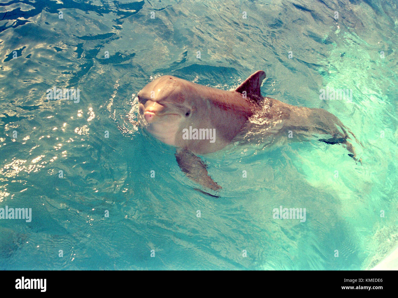 A Dolphin at Sea Life Park on March 28, 1997 in Oahu, Hawaii. Photo by ...