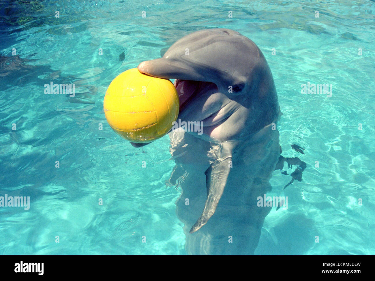 A Dolphin at Sea Life Park on March 28, 1997 in Oahu, Hawaii. Photo by ...