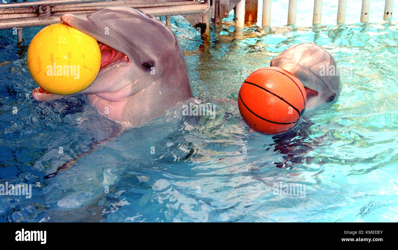 Dolphins at Sea Life Park on March 28, 1997 in Oahu, Hawaii. Photo by ...