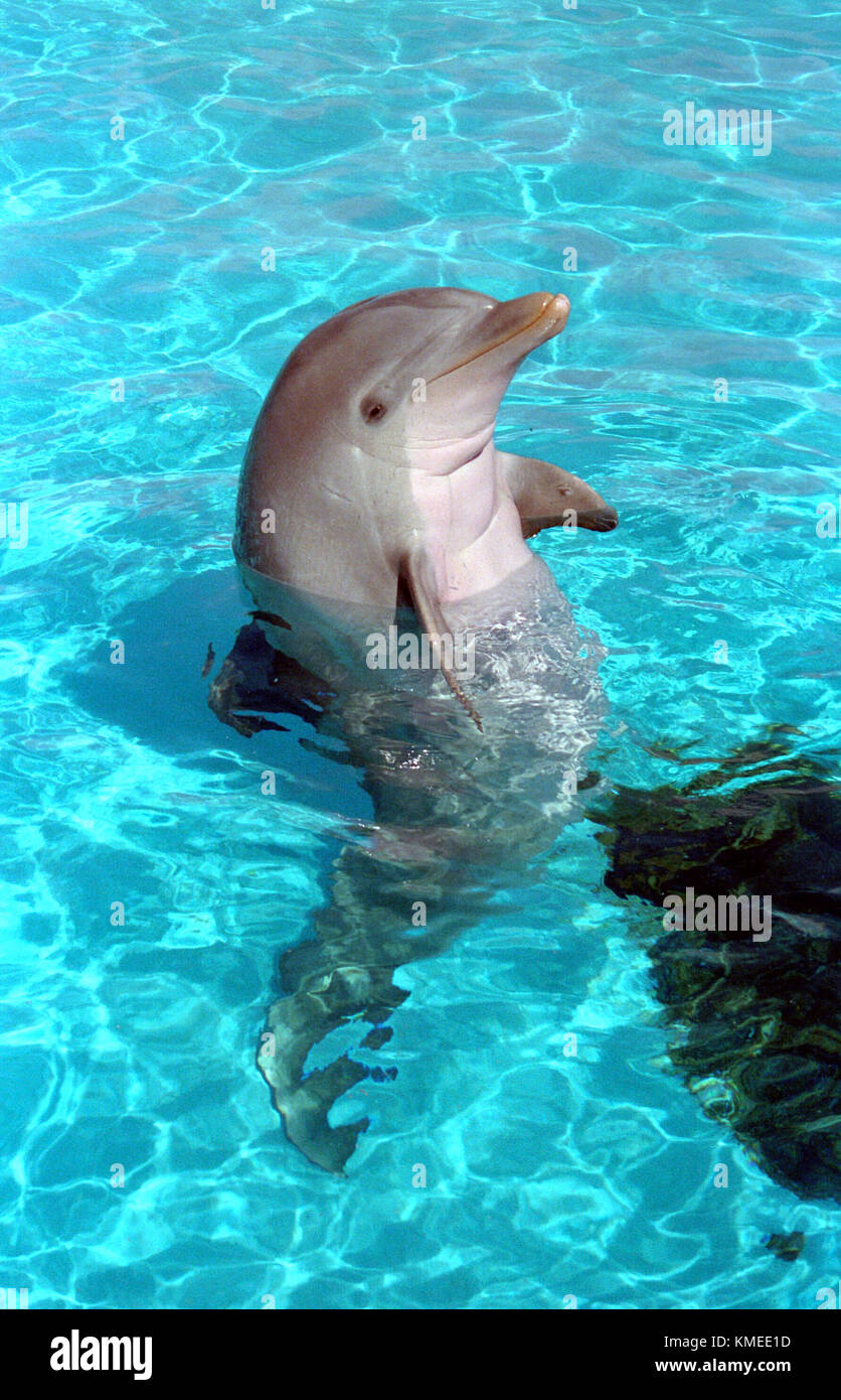 Itsy Bitsy High Resolution Stock Photography and Images - Alamy