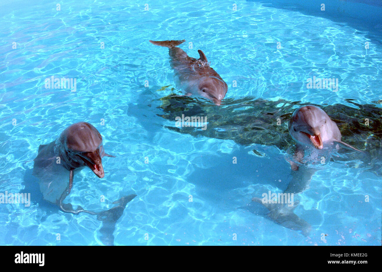 Dolphins at Sea Life Park in 1992 in Oahu, Hawaii. Photo by Barry King ...