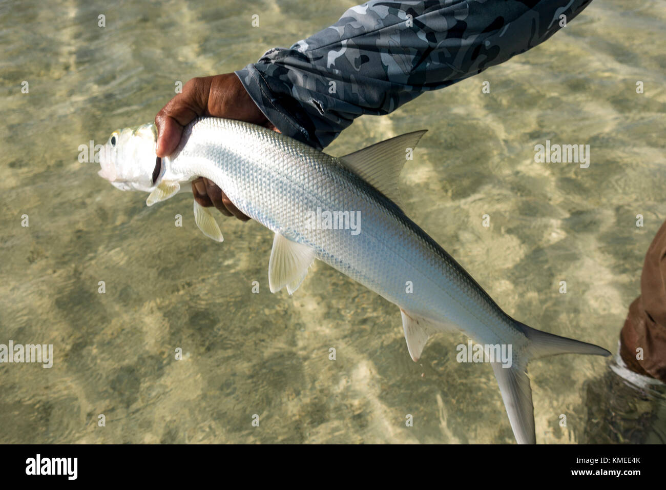 Bonefish High Resolution Stock Photography and Images - Alamy