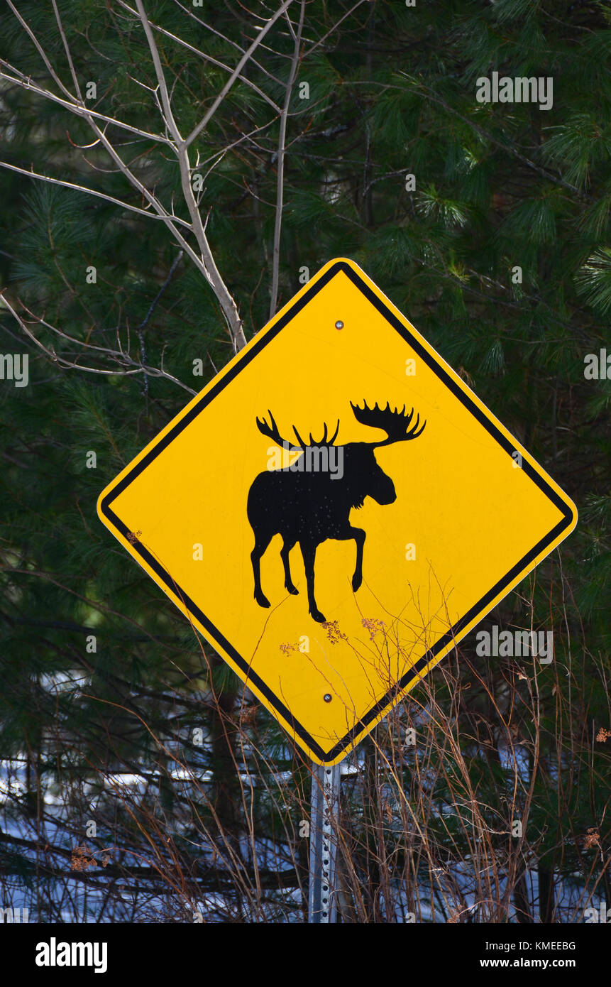 Moose crossing road sign hi-res stock photography and images - Alamy