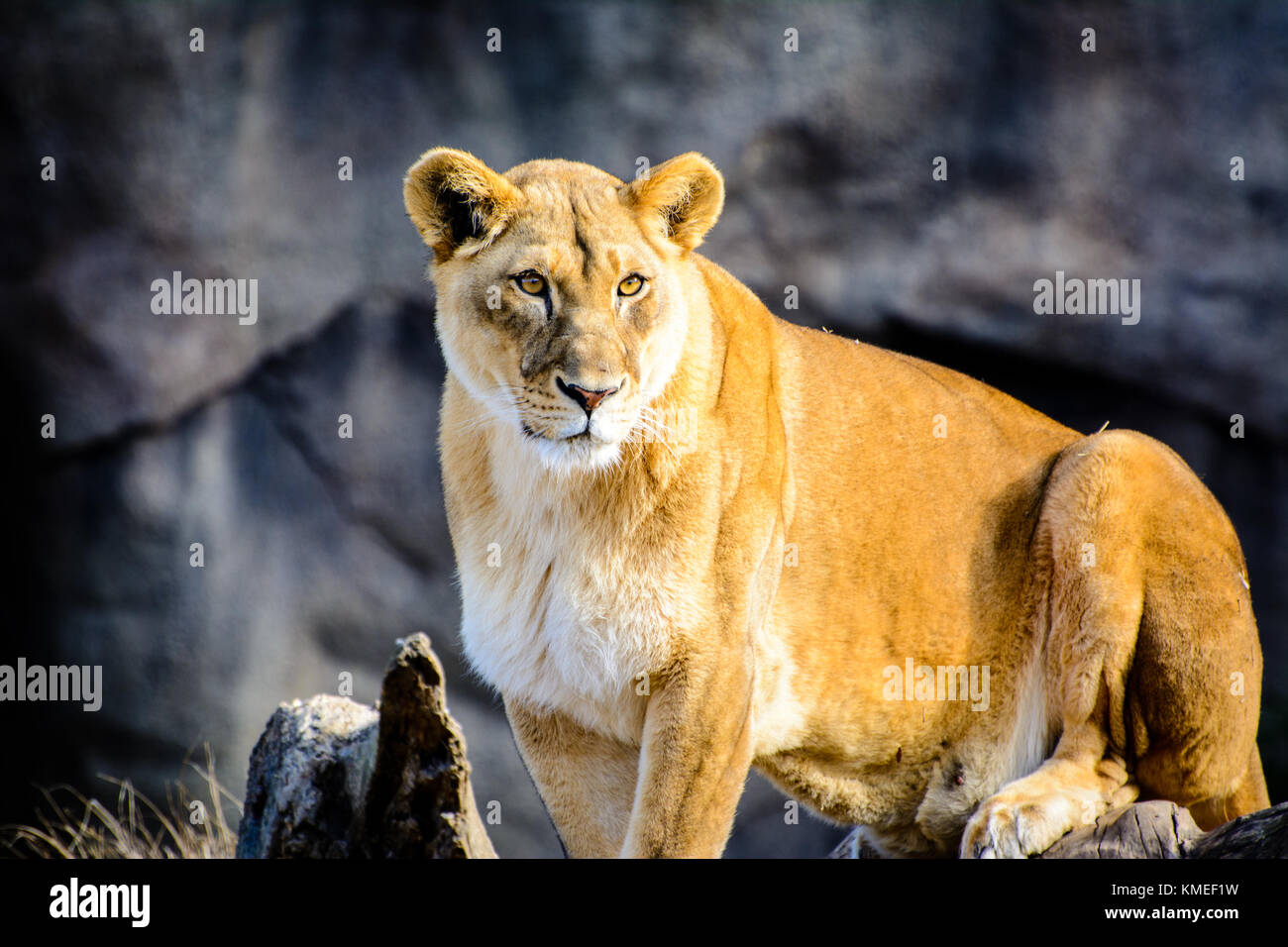 A female lion in the sunlight Stock Photo - Alamy