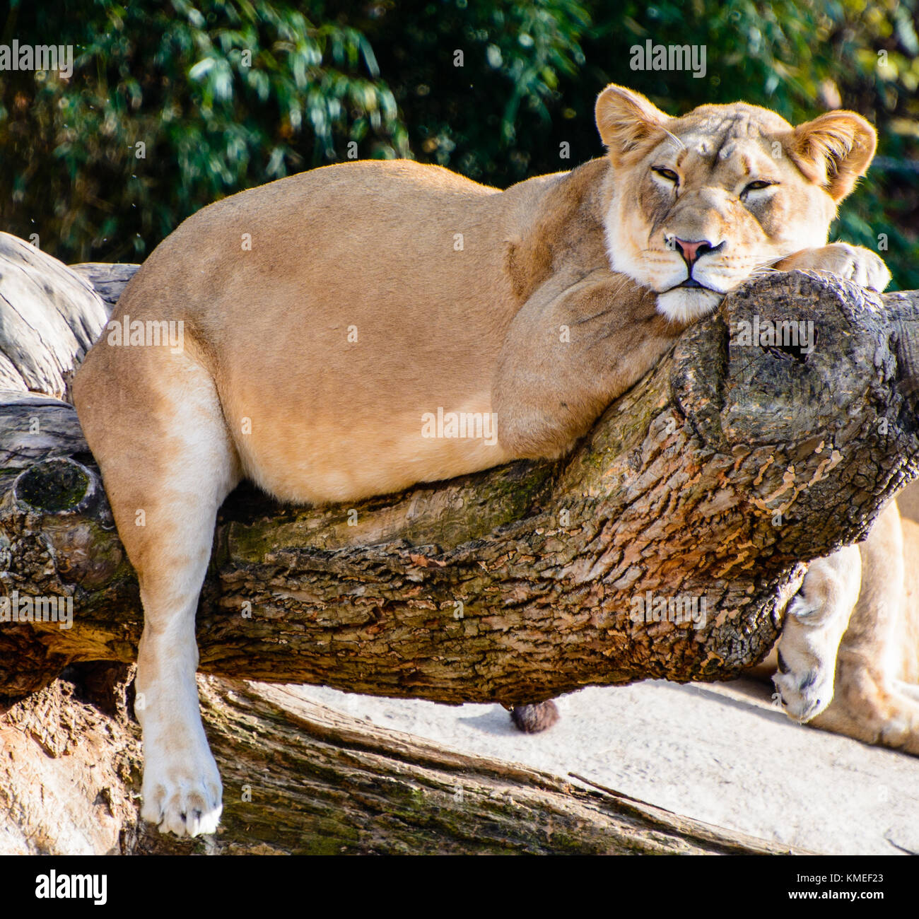 Sleeping lioness panthera leo hi-res stock photography and images - Alamy