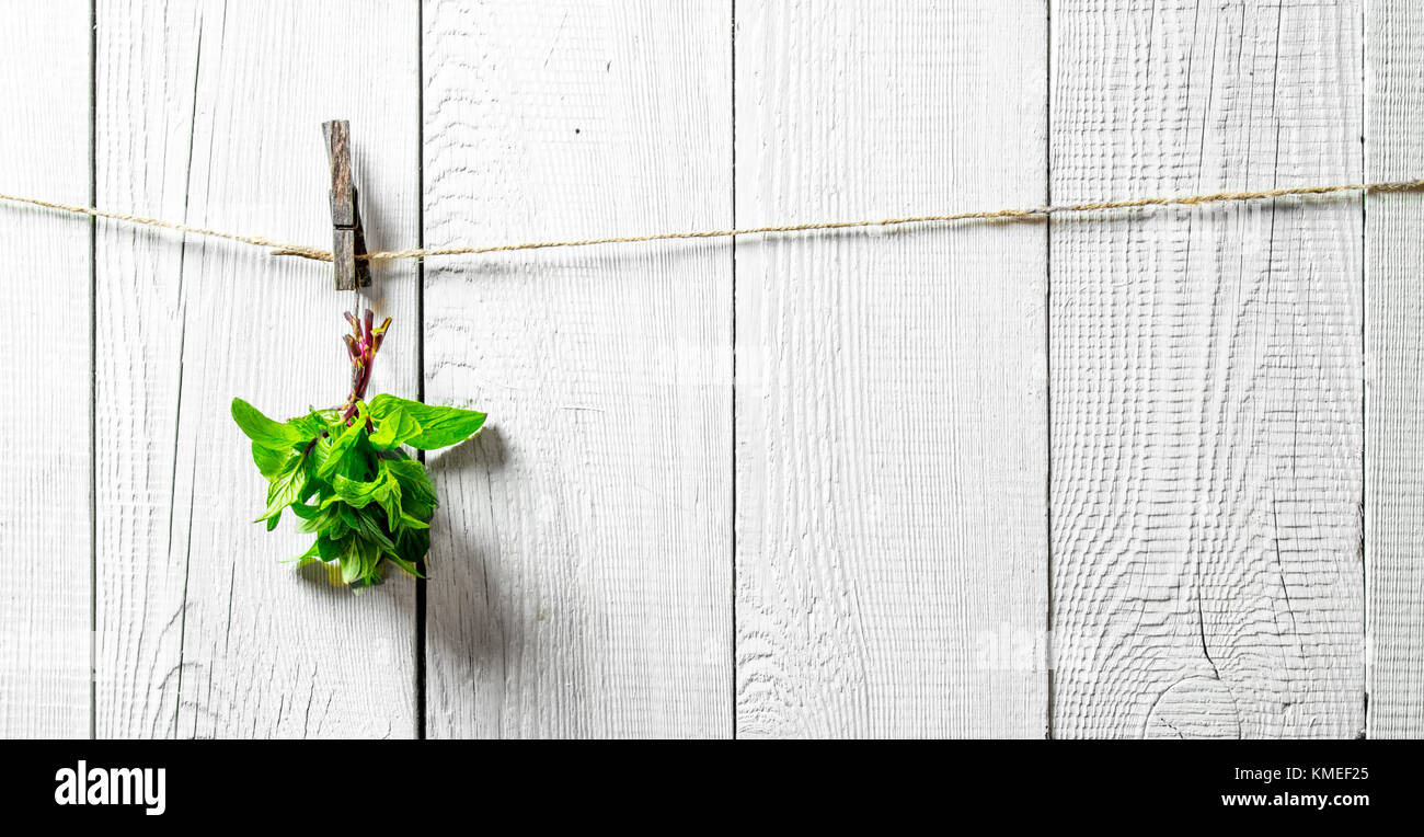 Bunch of mint hanging on a string. On white wooden wall Stock Photo - Alamy