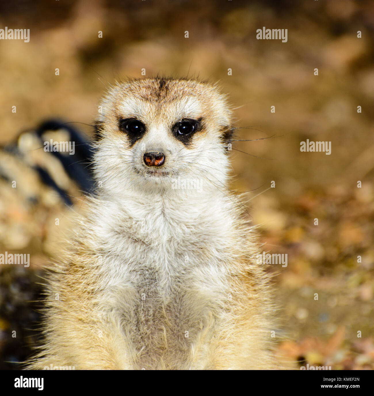 Single meerkat hi-res stock photography and images - Alamy