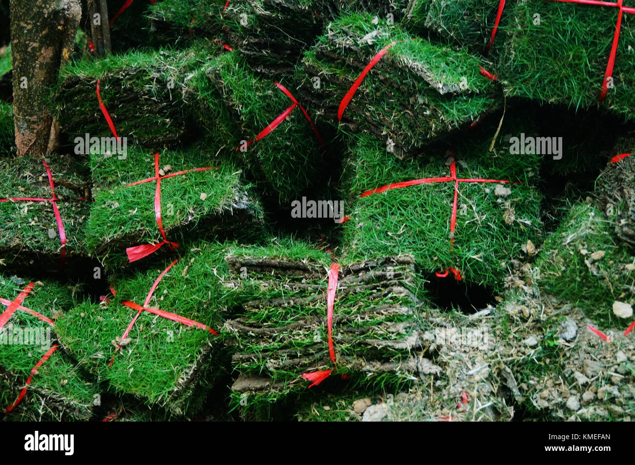 Green vegetation, in the construction site of the garden Stock Photo ...