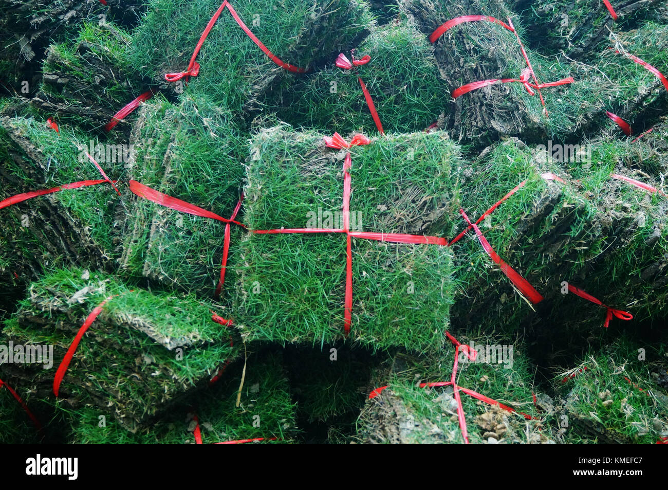 Green vegetation, in the construction site of the garden Stock Photo ...