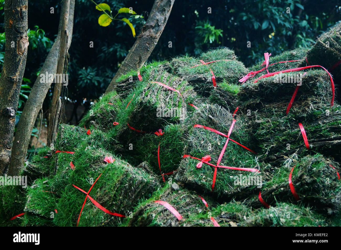 Green vegetation, in the construction site of the garden Stock Photo ...