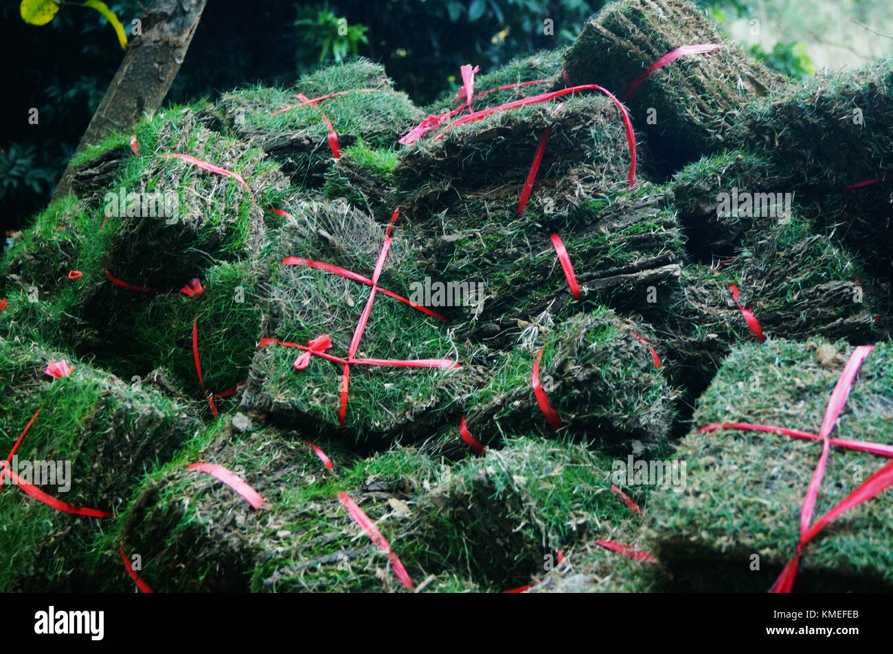 Green vegetation, in the construction site of the garden Stock Photo ...