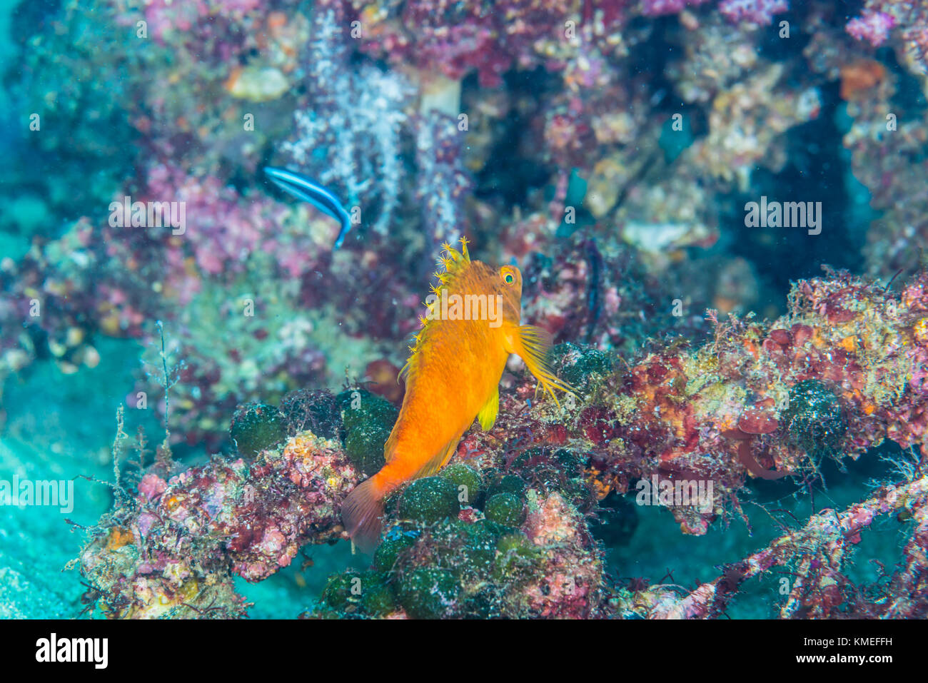 Yellow hawkfish ( Cirrhitichthys aureus) waiting cleaning by Bluestreak ...