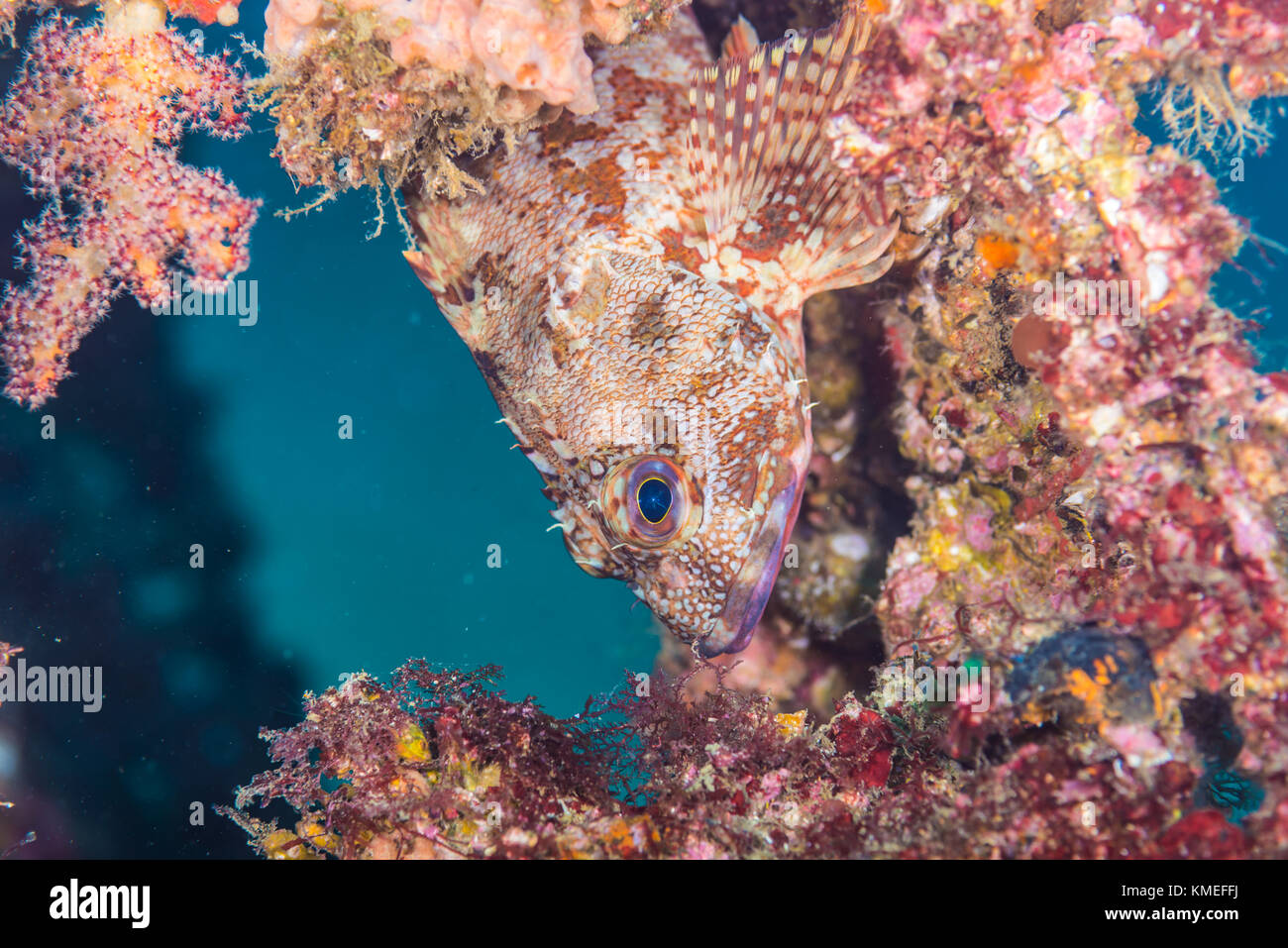 Marbled rockfish (Sebastiscus marmoratus Cuvier, 1829) hiding on the ...