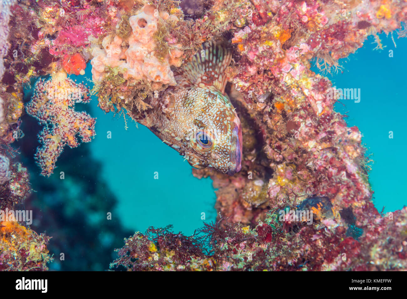 Marbled rockfish (Sebastiscus marmoratus Cuvier, 1829) hiding on the ...