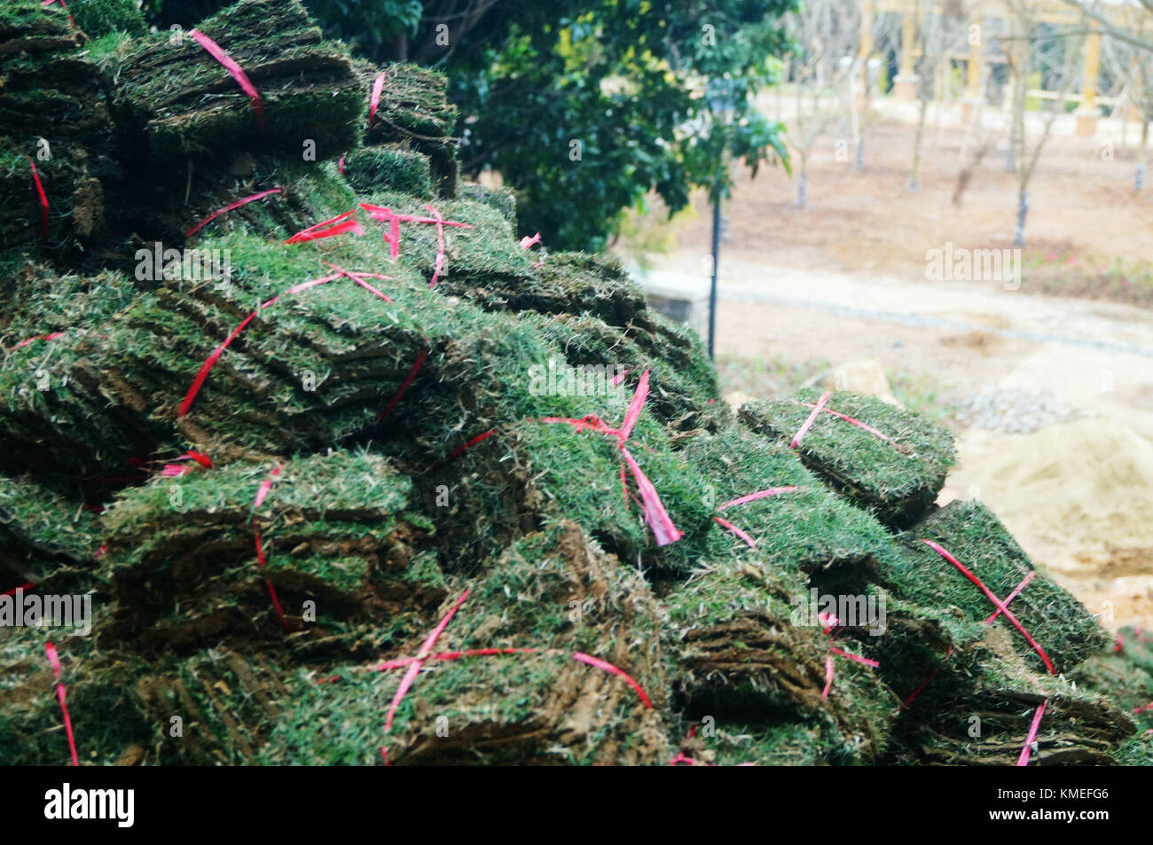 Green vegetation, in the construction site of the garden Stock Photo ...