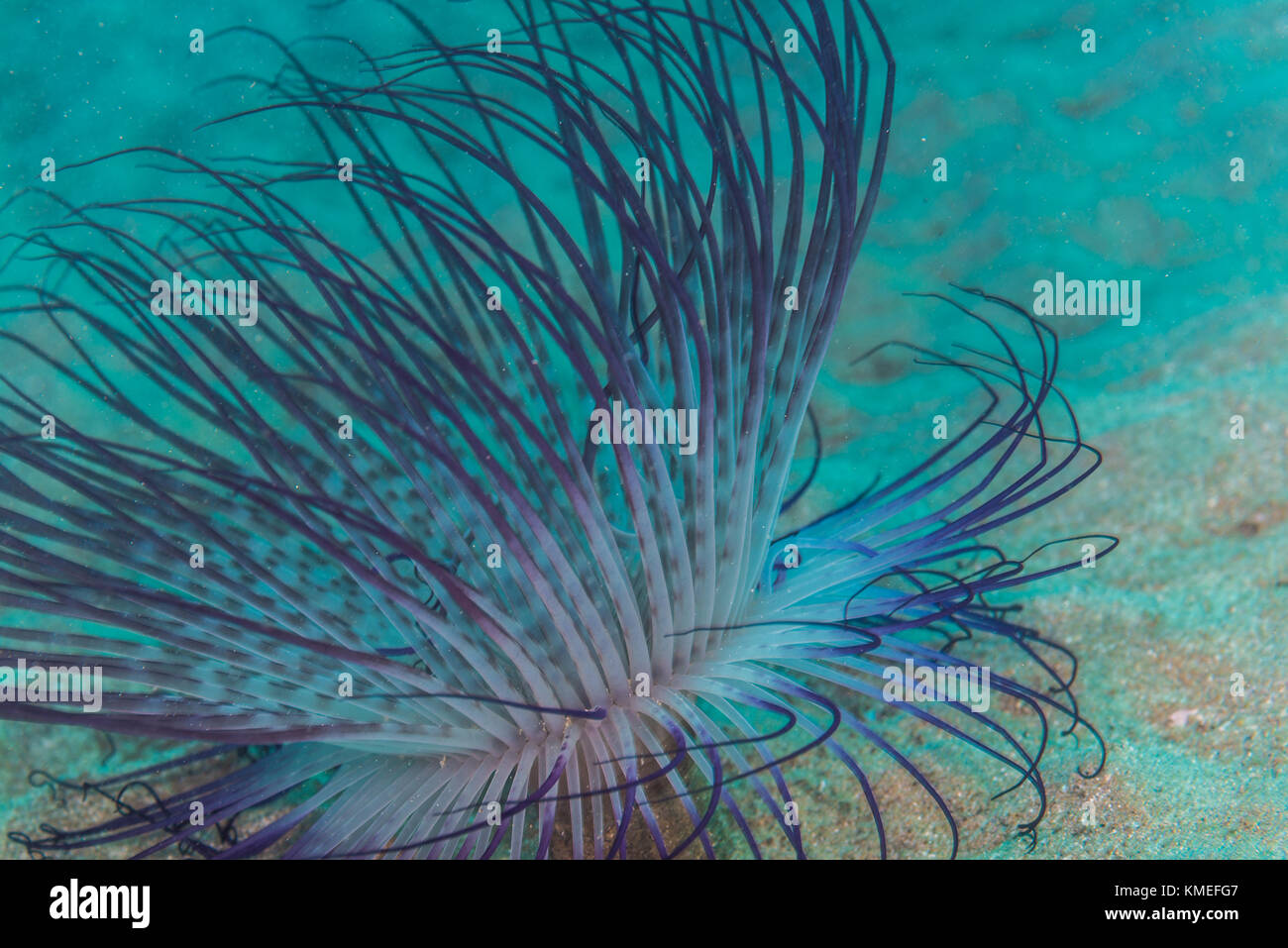 Tube dwelling anemone hi-res stock photography and images - Alamy