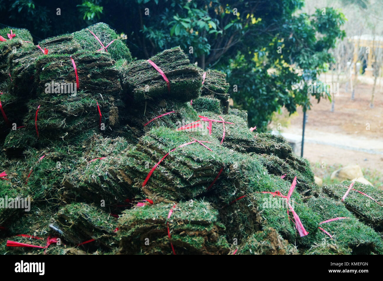 Green vegetation, in the construction site of the garden Stock Photo ...