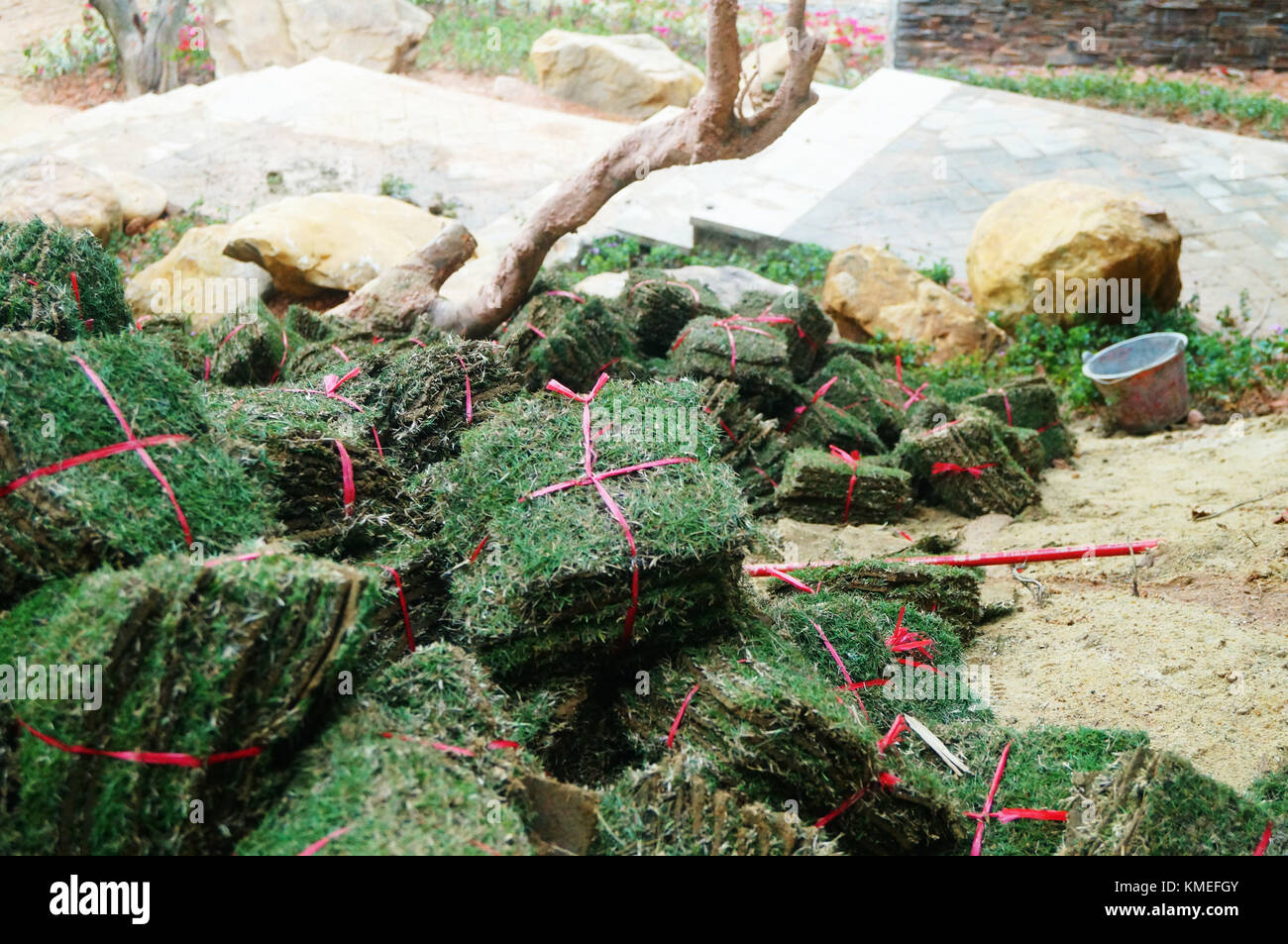 Green vegetation, in the construction site of the garden Stock Photo ...