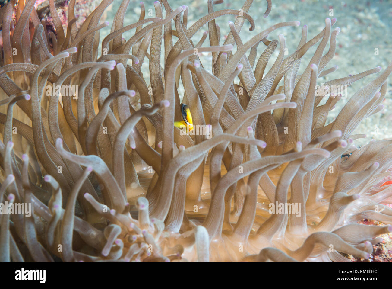 Young Yellowtail clownfish（Amphiprion clarkii) hiding in the swaying ...