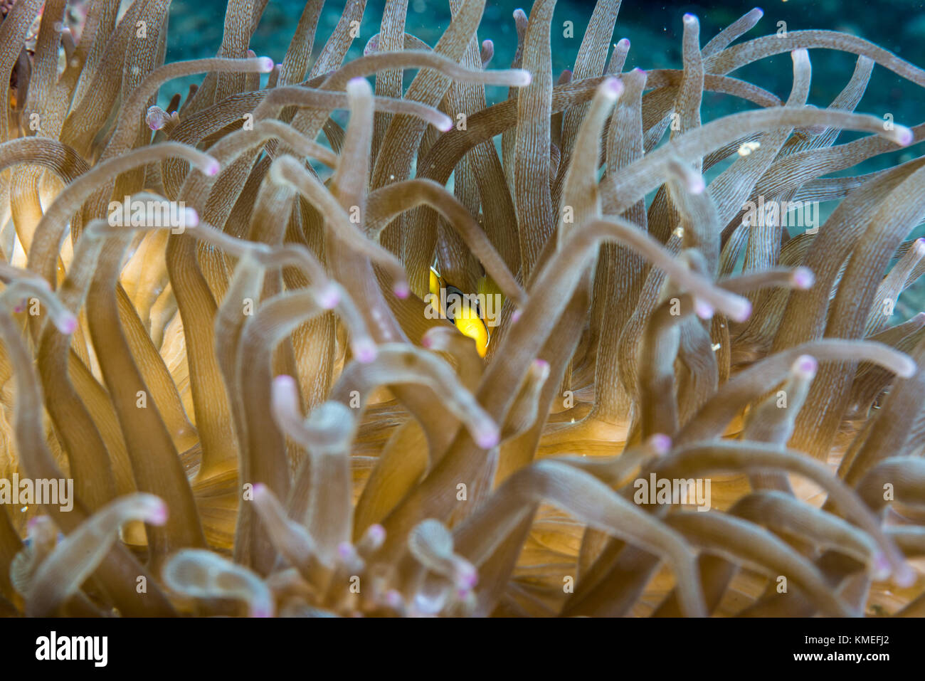 Young Yellowtail clownfish（Amphiprion clarkii) hiding in the swaying ...