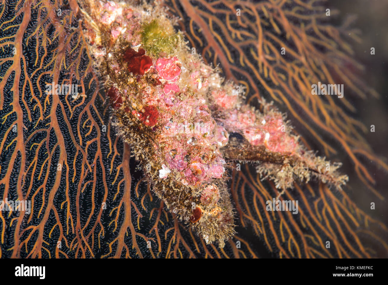 Swift wing oyster hi-res stock photography and images - Alamy