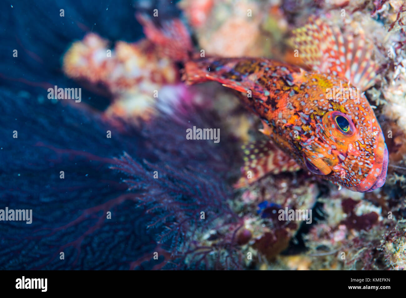 False kelpfish（Sebastiscus marmoratus Cuvier, 1829) hiding behind ...