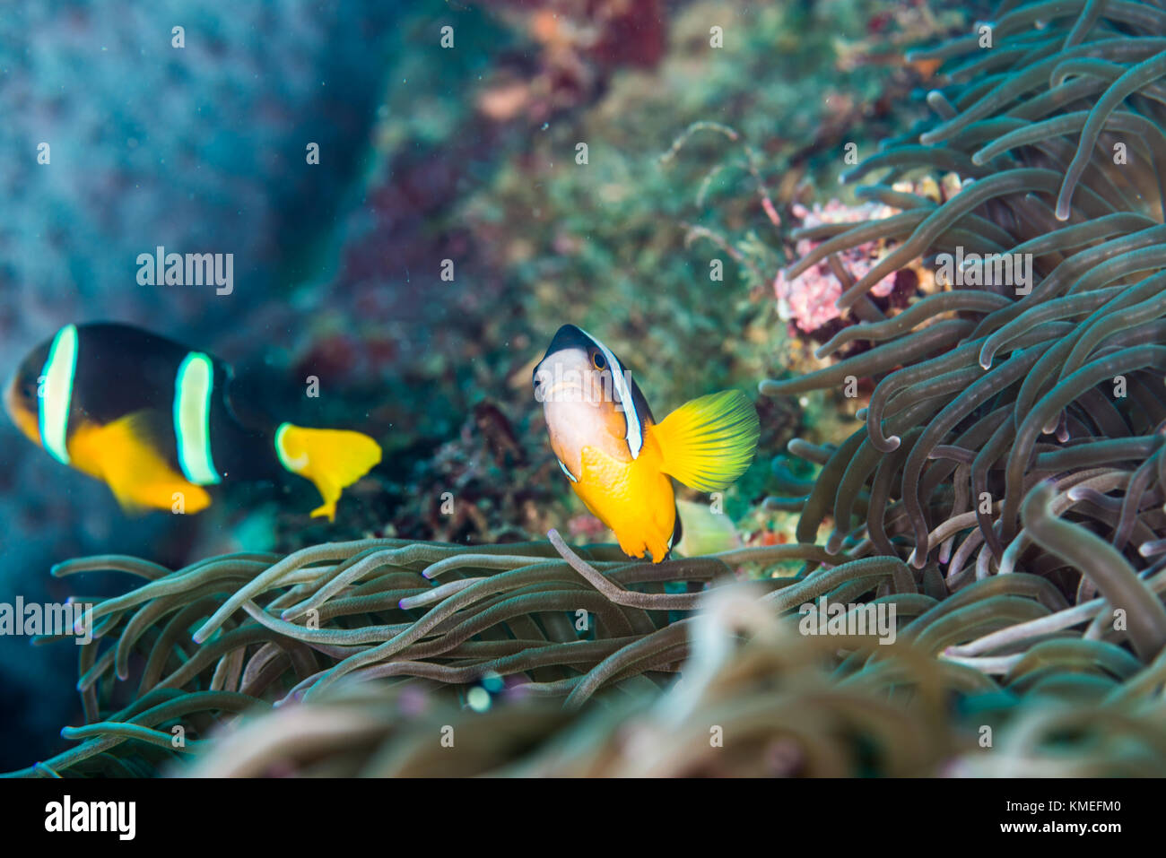 Yellowtail clownfish（Amphiprion clarkii Bennett, 1830) swimming in the ...