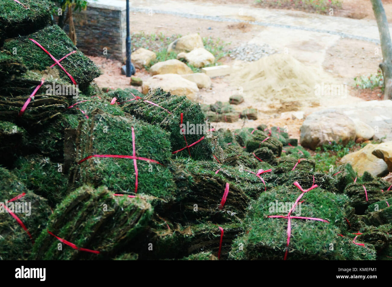 Green vegetation, in the construction site of the garden Stock Photo ...