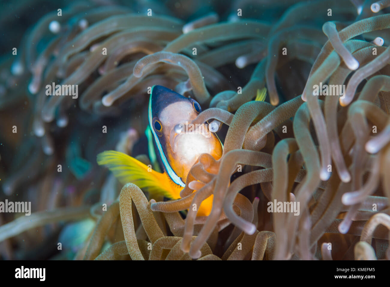 Yellowtail clownfish（Amphiprion clarkii Bennett, 1830) swimming in the ...