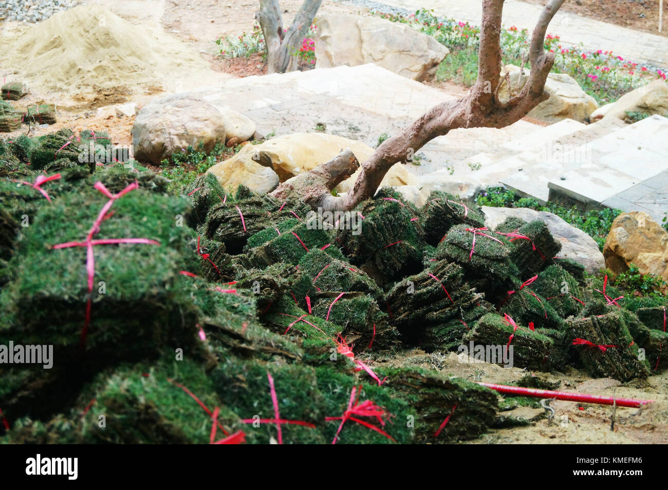 Green vegetation, in the construction site of the garden Stock Photo ...