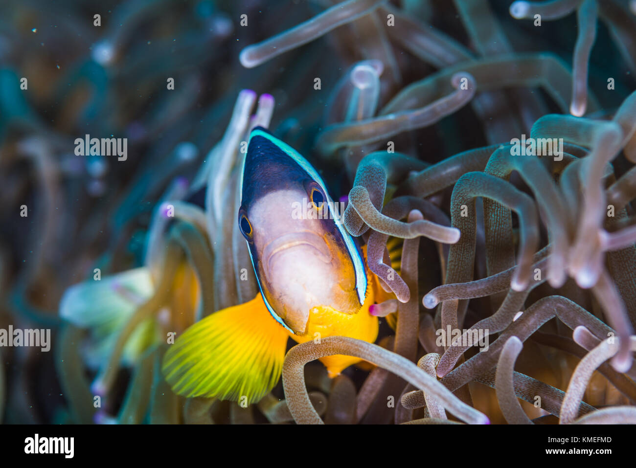 Yellowtail clownfish（Amphiprion clarkii Bennett, 1830) swimming in the ...