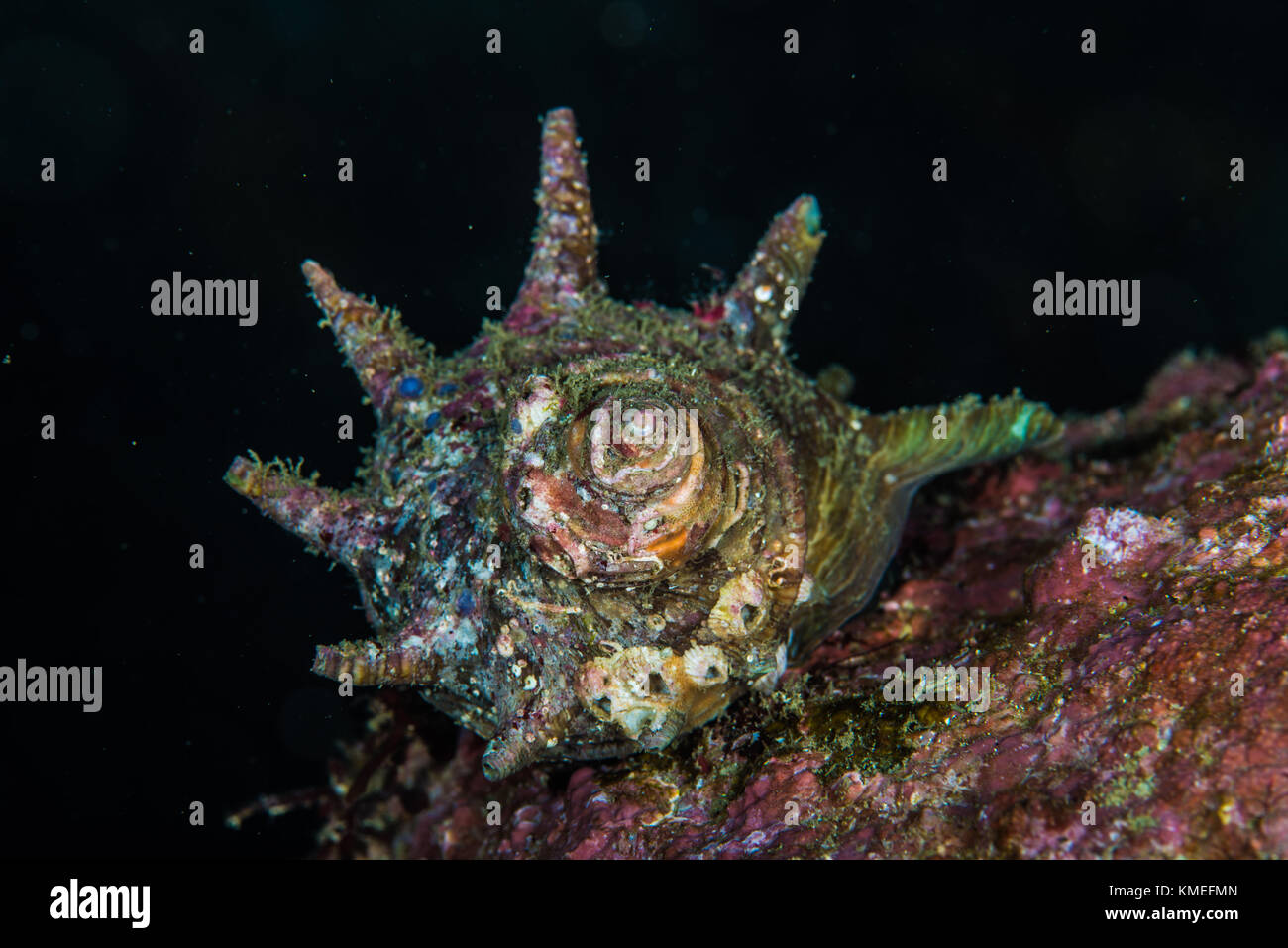 Spiny top-shell (Turbo sazae Fukuda, 2017) on the rock reef. Owase, Mie, Japan Stock Photo - Alamy
