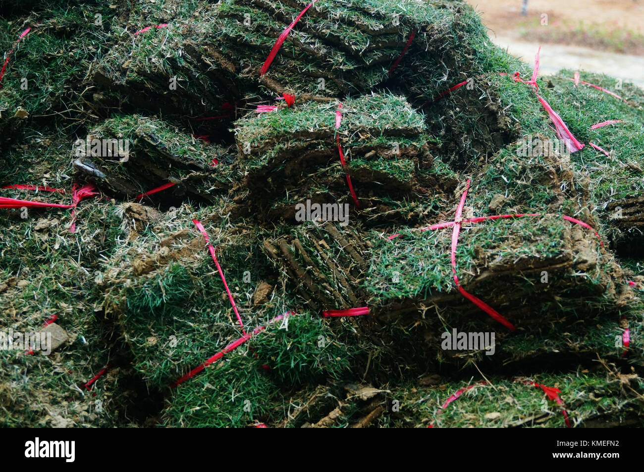 Green vegetation, in the construction site of the garden Stock Photo ...