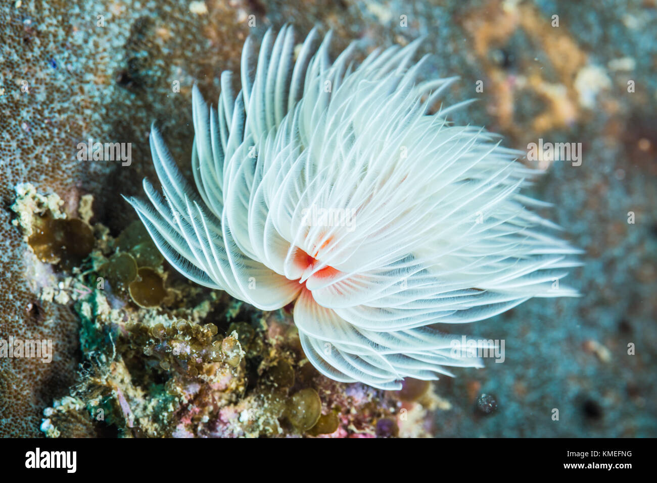 Hard Tube Coco Worm (Protula bispiralis Savigny, 1822) swaying elegant ...