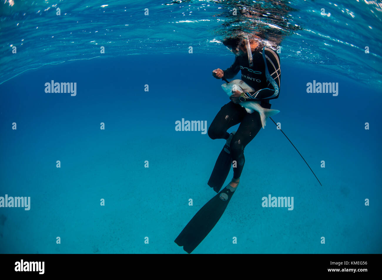 Diver surfacing with caught margate fish while spearfishing in ocean ...