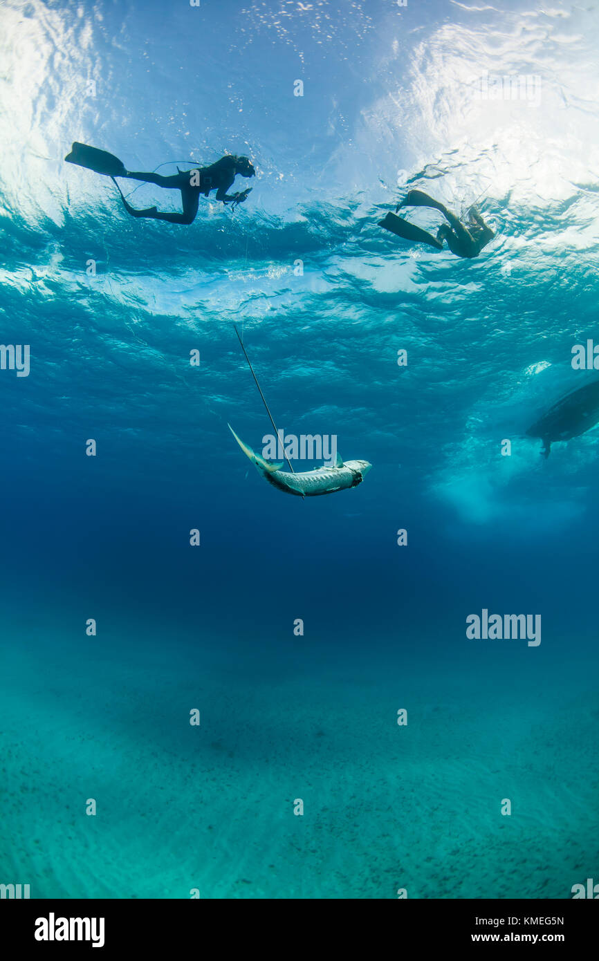 Divers retrieving dead fish during spearfishing. Sharks can be ...