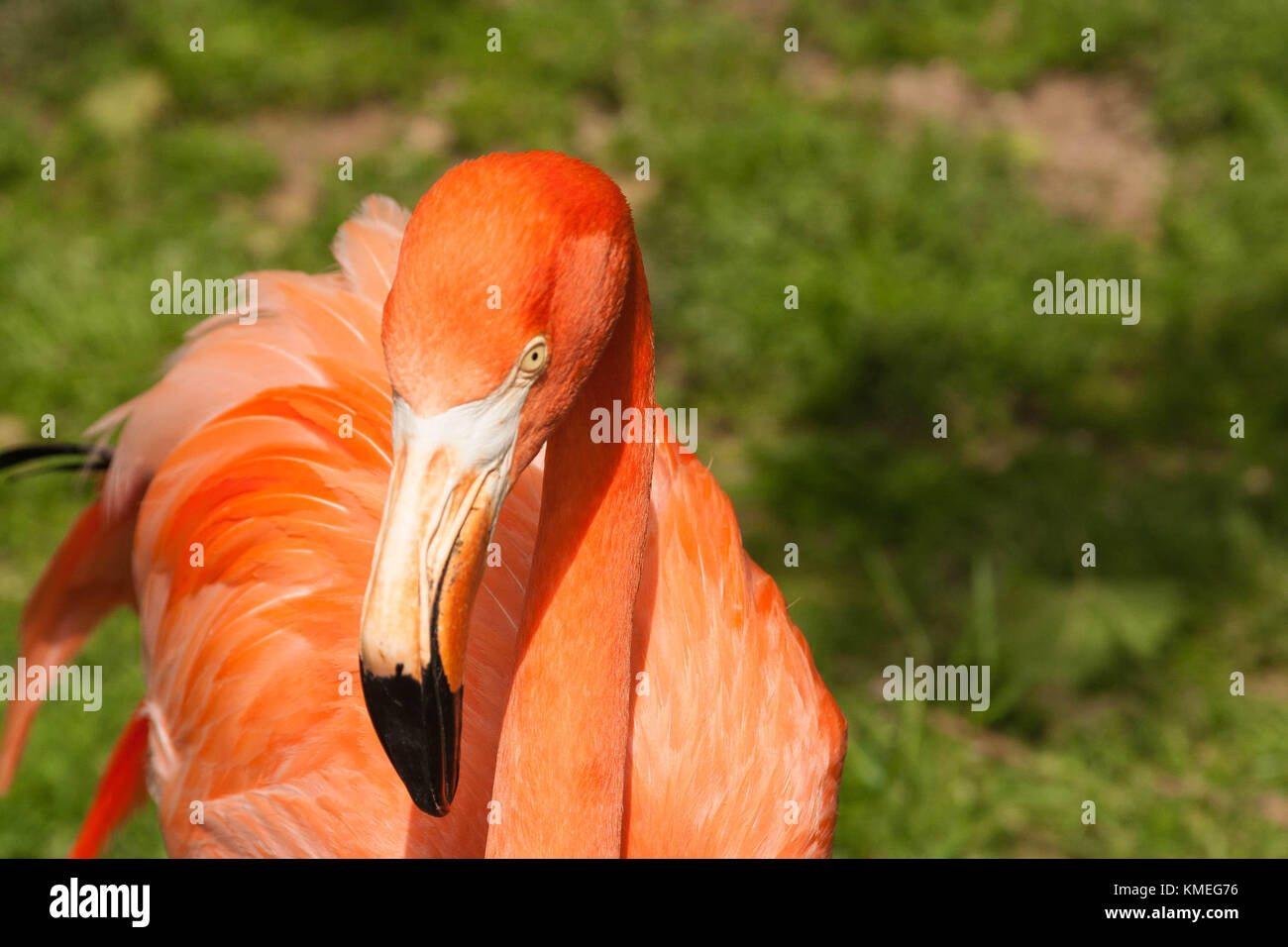 Flamingo bird wading hi-res stock photography and images - Alamy