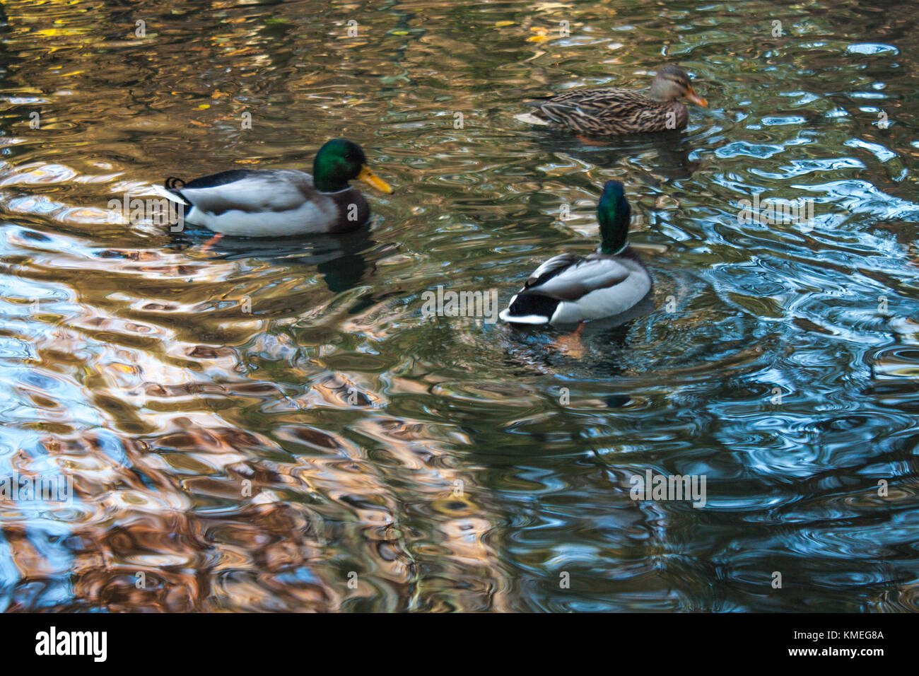 Wild ducks floating on the water on the lake Stock Photo - Alamy